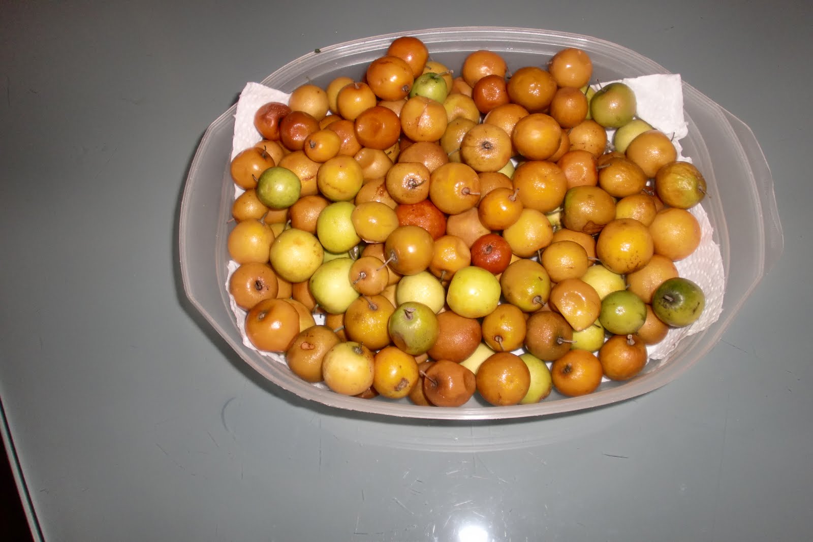 Tukayana: maçãs da índia